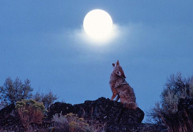 “Coyotes Howling, 1:47” – Deeply Rooted in Love