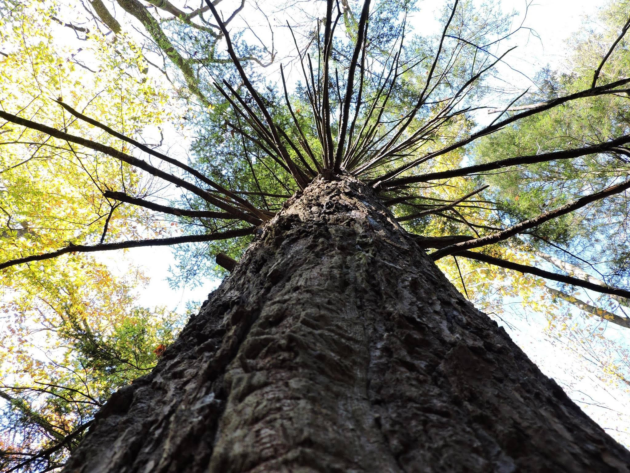 Contact Me – Deeply Rooted in Love