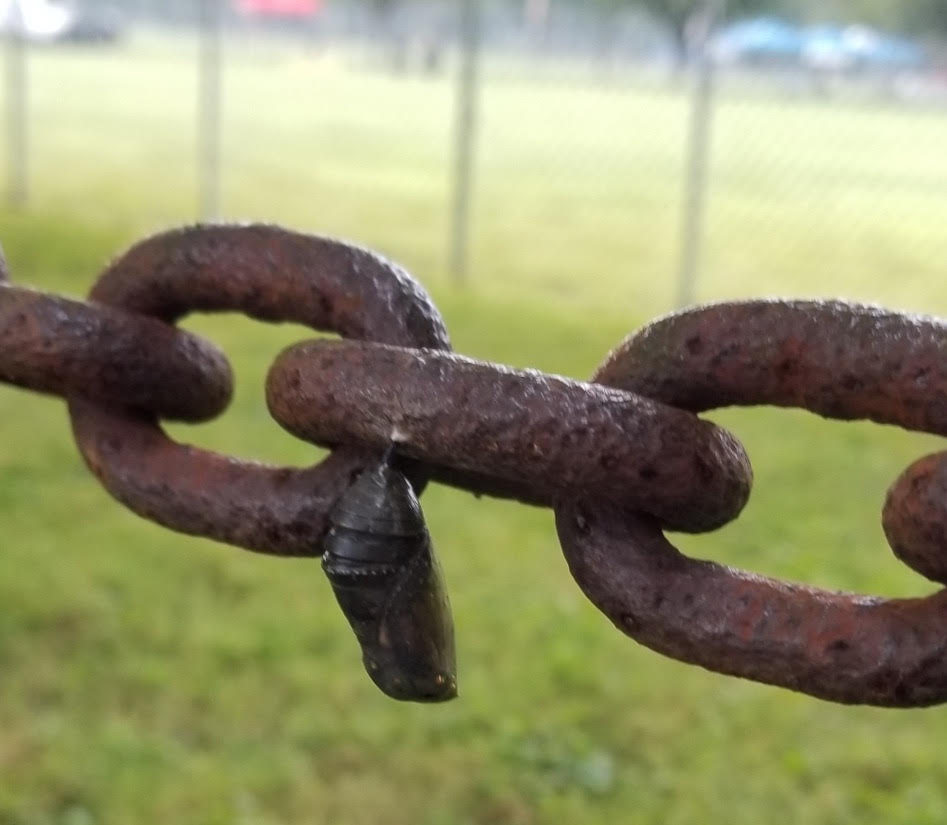 “Bondage and butterflies” – Deeply Rooted in Love