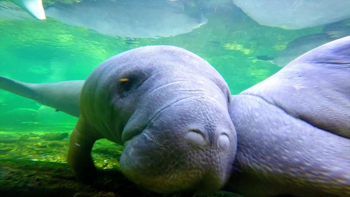 “Christmas Manatees at Blue Springs State Park, Florida” – Deeply ...
